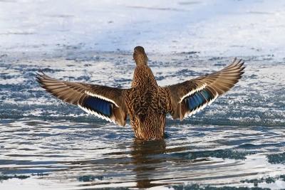 Oscar de la Renta podzim/zima 2013 - Módnípeklo.cz